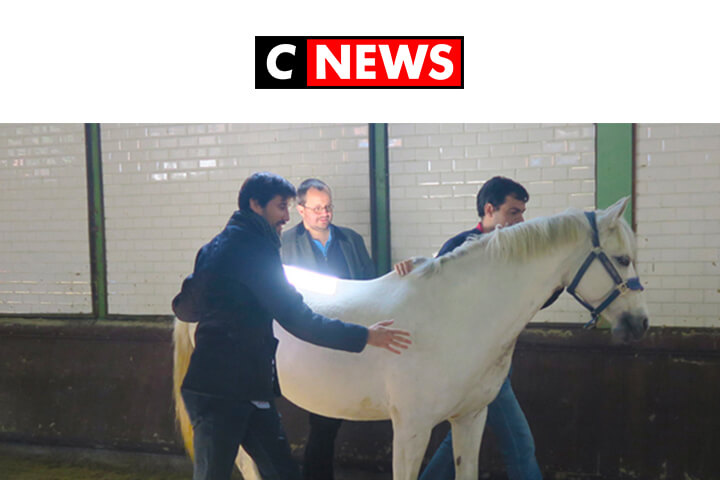 Apprendre à manager en coachant des chevaux - L'Académie Equicoaching
