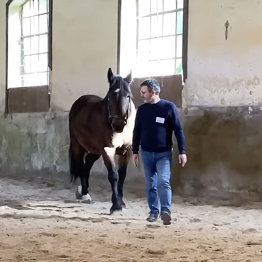 Quand les chevaux aident les dirigeants à mieux manager